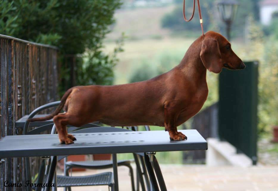 Bassotto standard a pelo corto fulvo: From Redteckel Story Casablanca ...