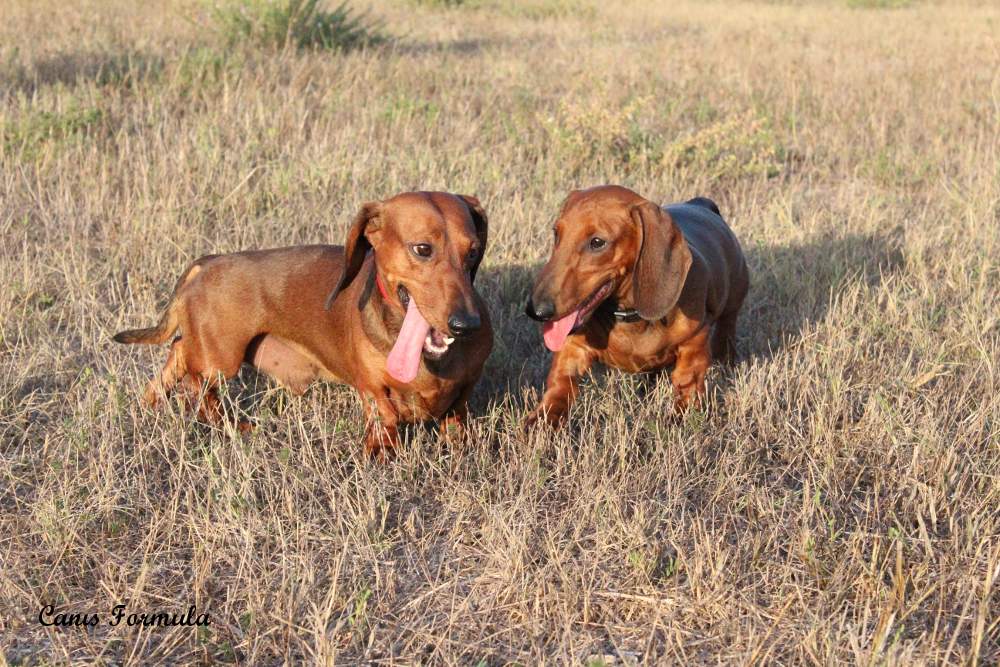 Galleria foto bassotto standard, nano, kaninchen